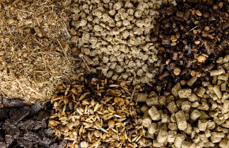 Horse Nutrition Advice | Dunstan Horse Feeds - NZ
