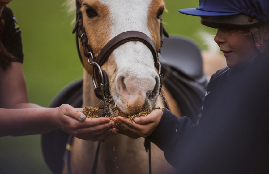 Horse Nutrition Advice | Dunstan Horse Feeds - NZ